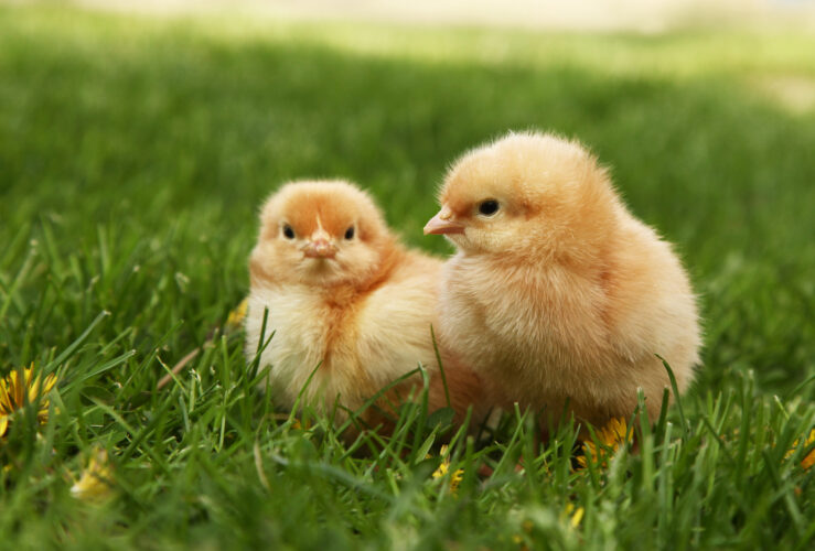 Ep. 139 Preparing for Chicks – Mother Earth News